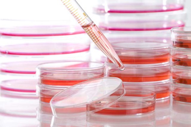 Mikrobiologie des Chemischen Laboratorium Dr. Dirk Stegemann